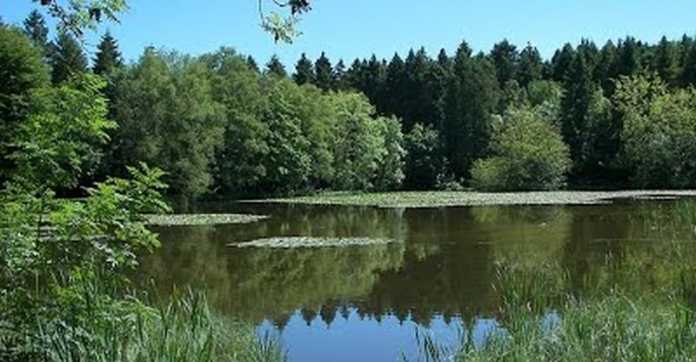 Fantastic Forest Parks in Ireland Perfect for Families