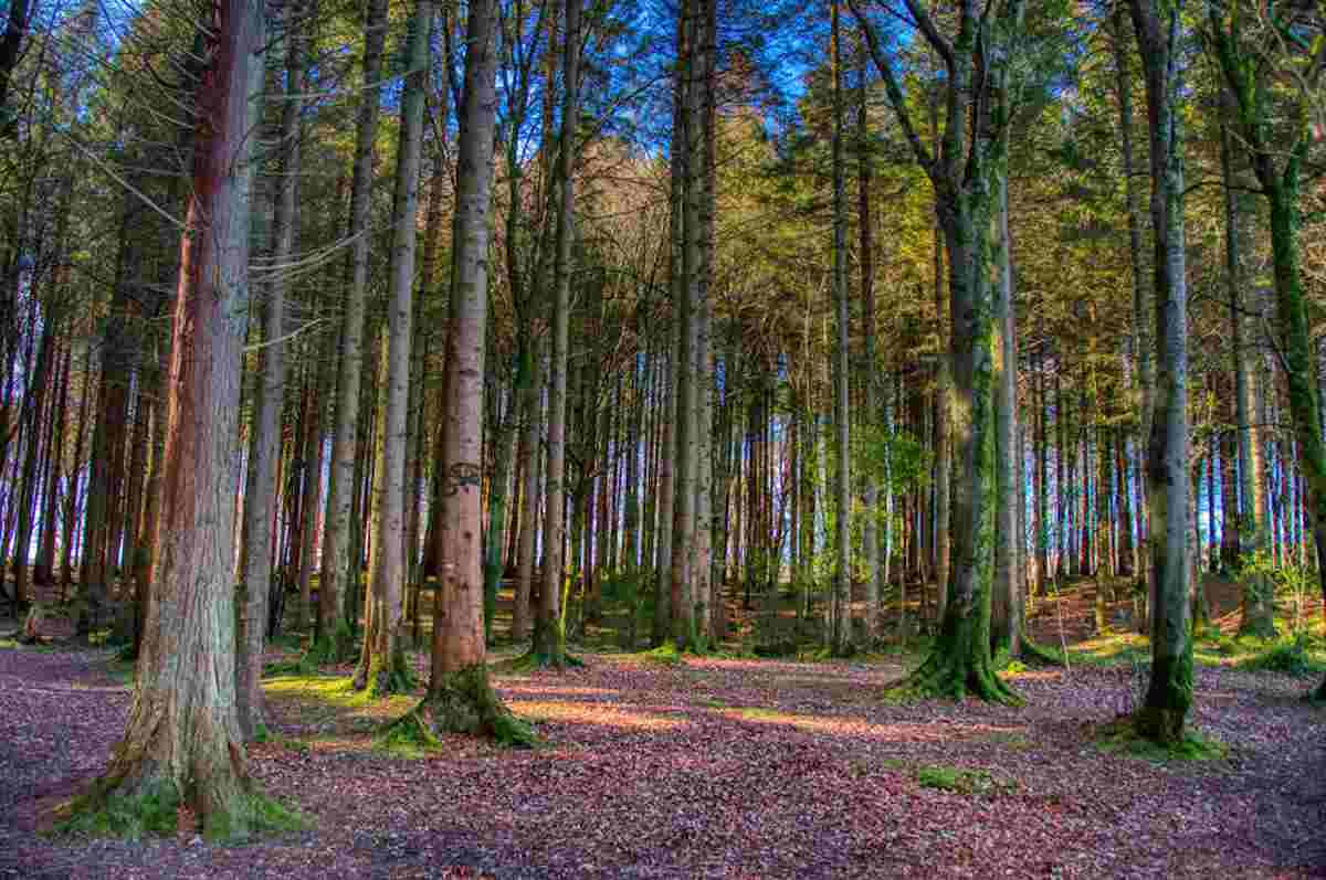 9 Stunningly Scenic Places for Family Walks in Sligo