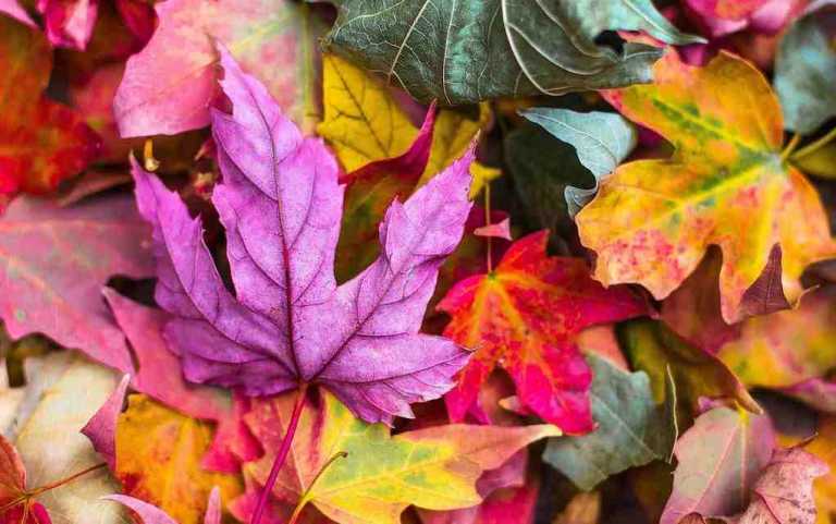 50 Awesome Autumn Activities for Kids (and Parents!)