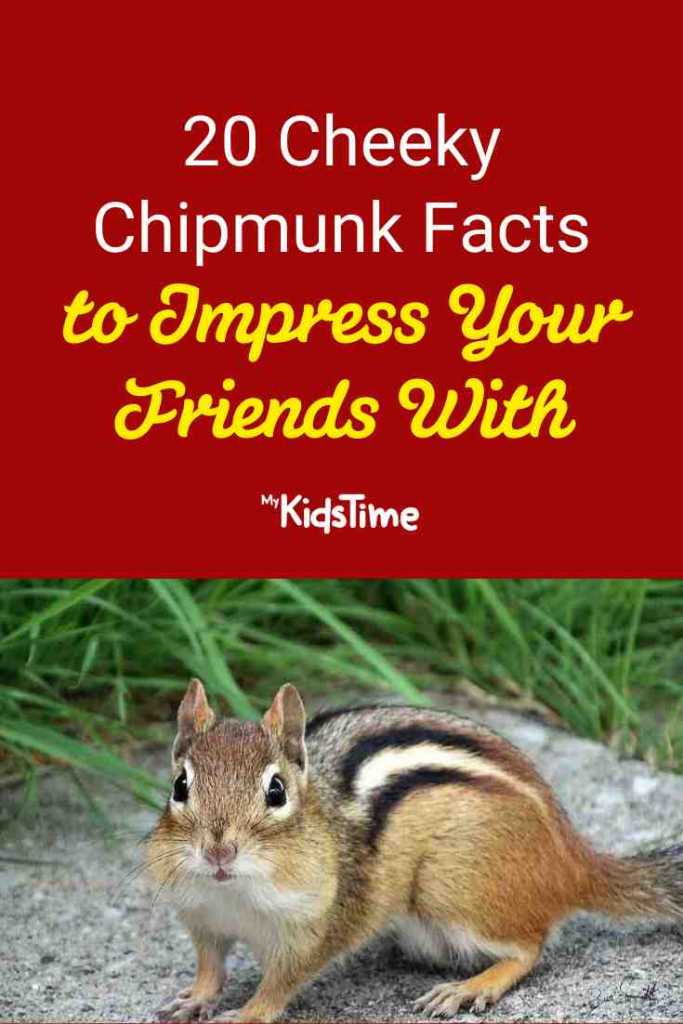 20 Cheeky Chipmunk Facts to Impress your Friends With