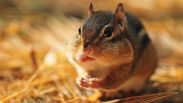 20 Cheeky Chipmunk Facts to Impress your Friends With
