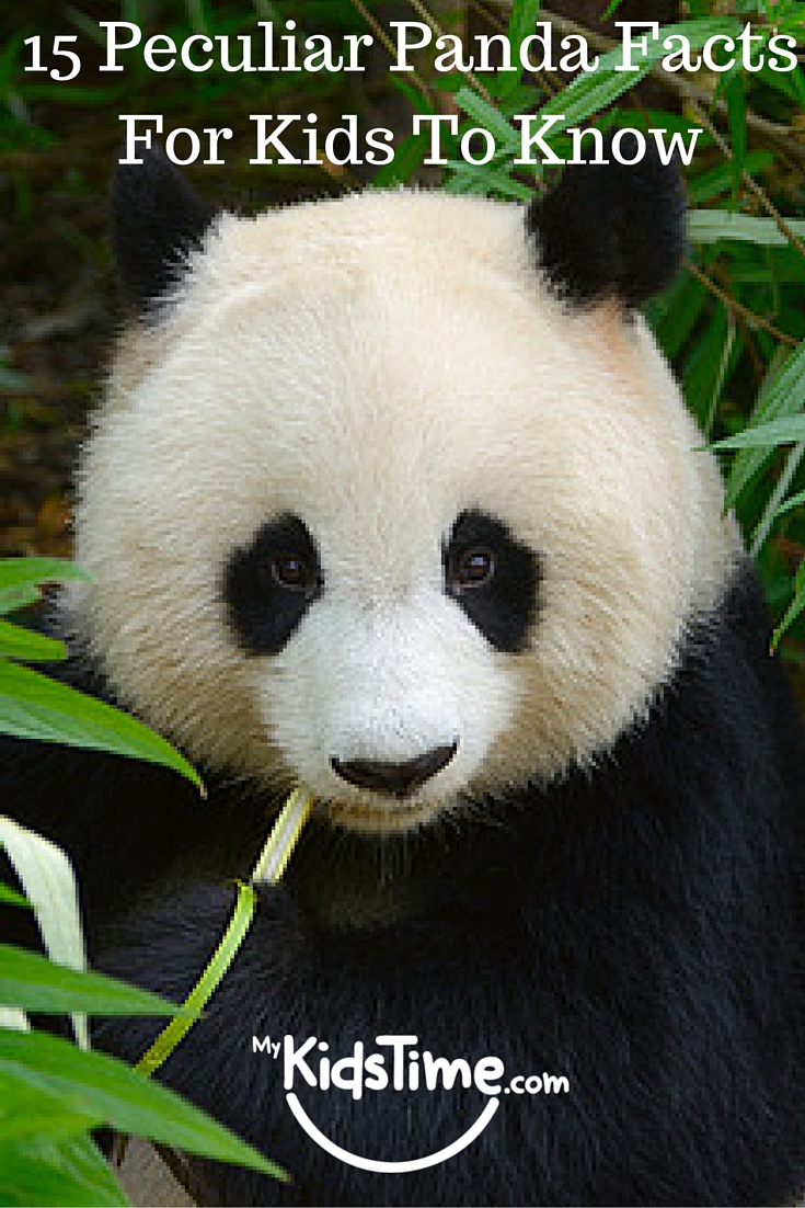 15 Peculiar Panda Facts For Kids To Know