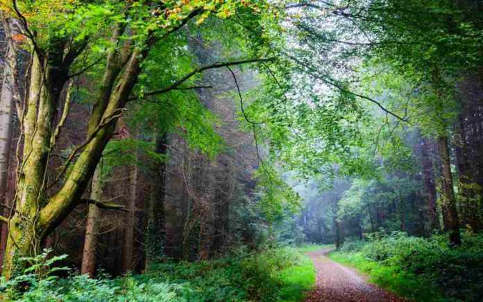 Go Exploring with the Best Family Walks in Ireland by County