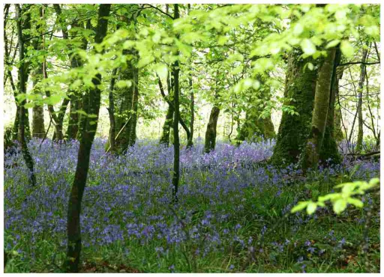 The Best Places to See Bluebells in Ireland