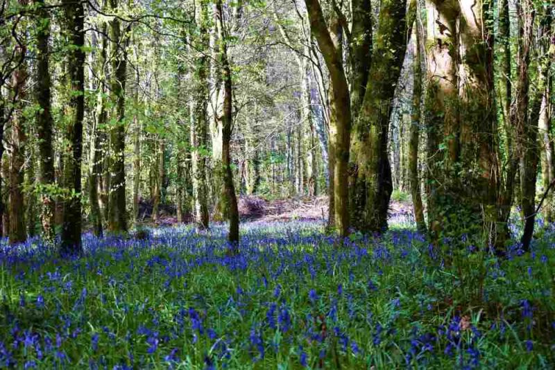 The Best Places to See Bluebells in Ireland