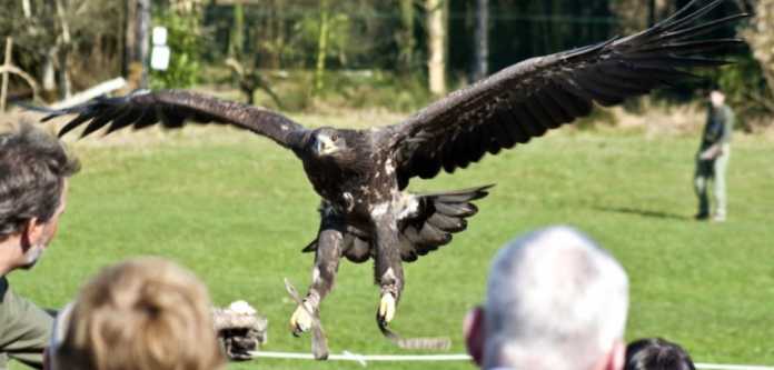 Best Places to See Animals in Ireland for a 'Roarsome' Day Out