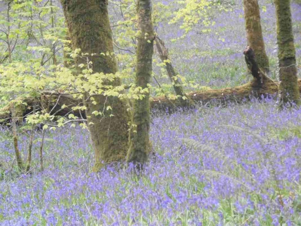 The Best Places to See Bluebells in Ireland