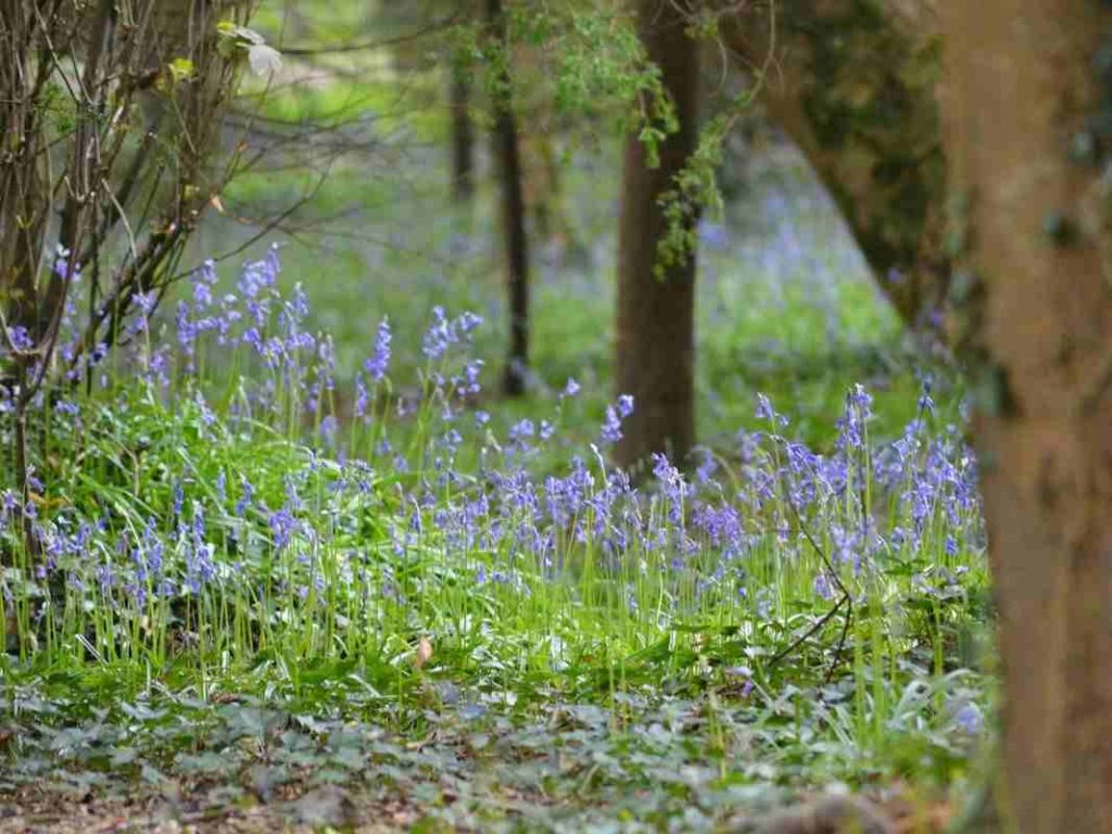 The Best Places to See Bluebells in Ireland