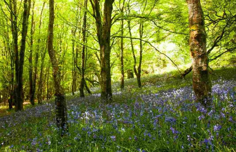 The Best Places to See Bluebells in Ireland