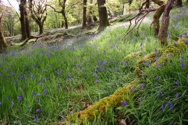 The Best Places to See Bluebells in Ireland