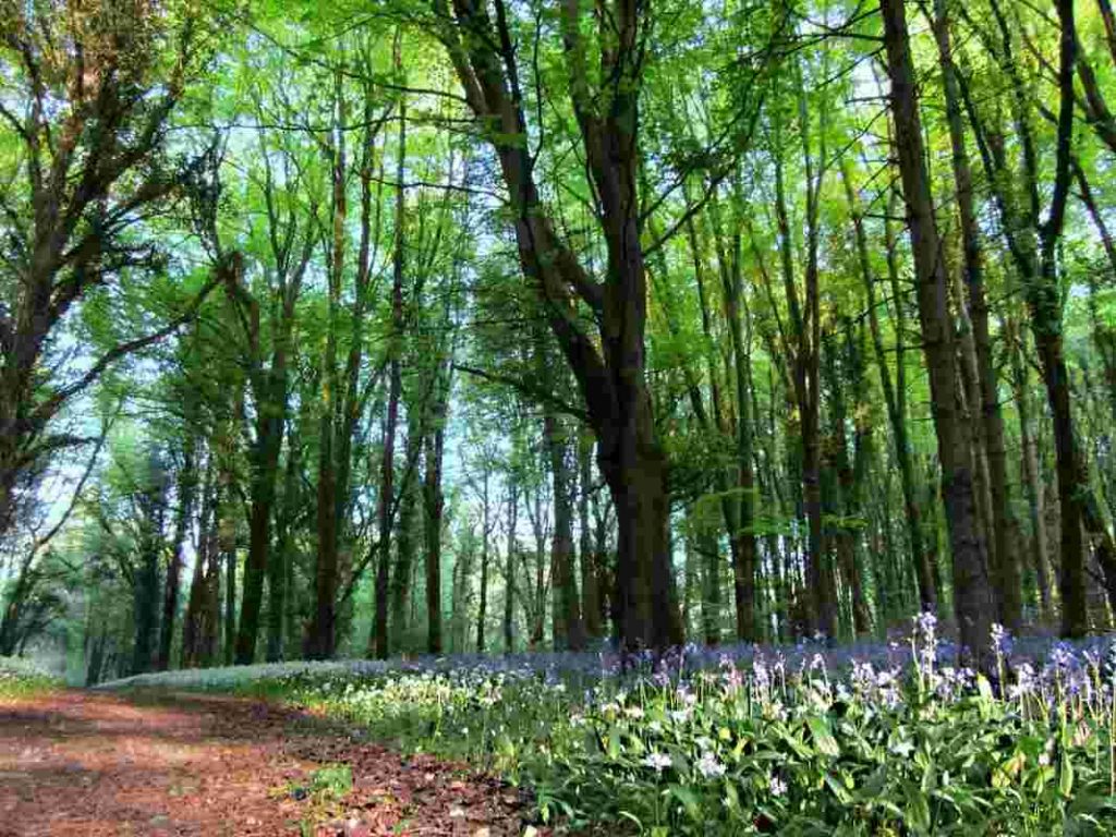 The Best Places to See Bluebells in Ireland