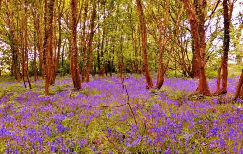 The Best Places to See Bluebells in Ireland