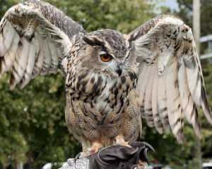 Best Places to See Animals in Ireland for a 'Roarsome' Day Out