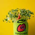 7 Fun Ways to Grow Cress that Kids Will Love