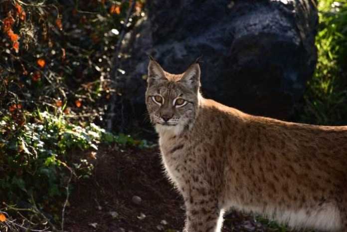 Best Places to See Animals in Ireland for a 'Roarsome' Day Out