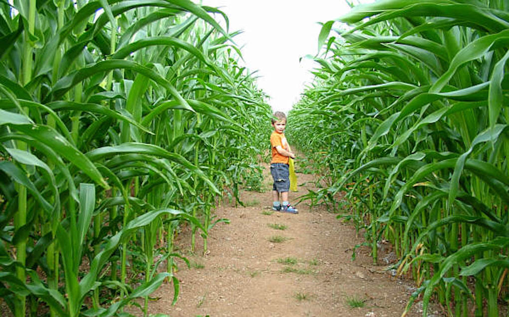 Have a Real Adventure! 15 of the Best Mazes in the UK