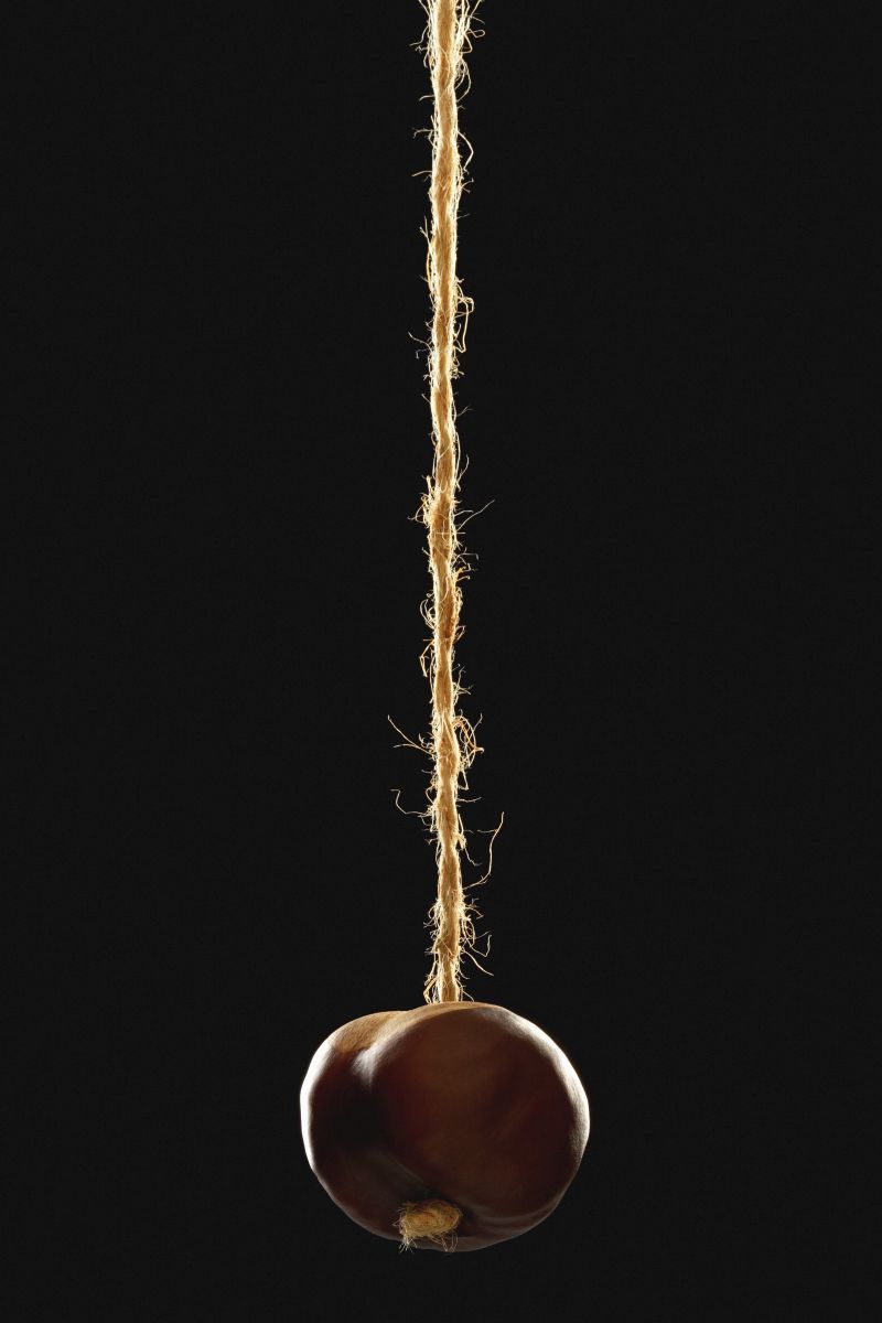 Who Remembers Hunting for and Playing Conkers?