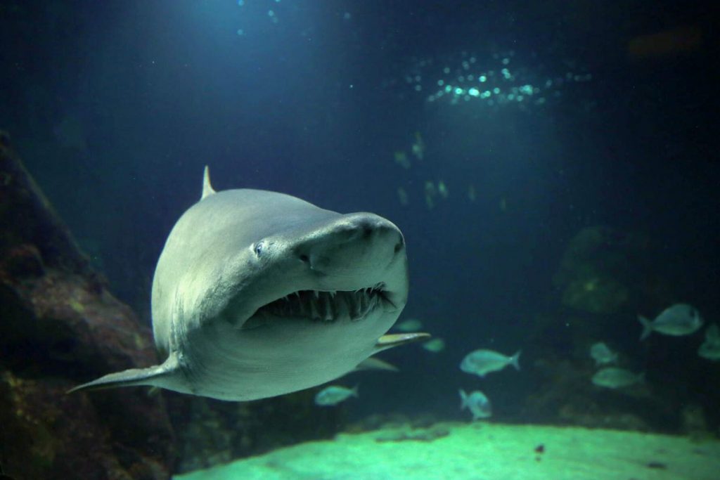 Best Places to See Animals in Ireland for a 'Roarsome' Day Out