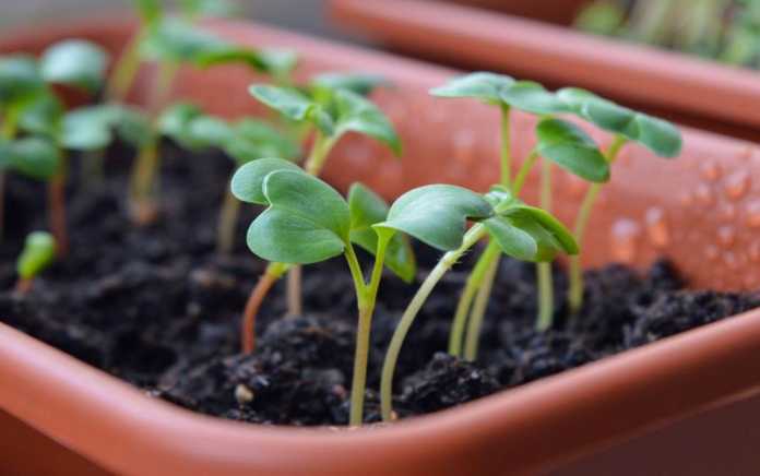 Here's How To Make Gardening Fun for Kids