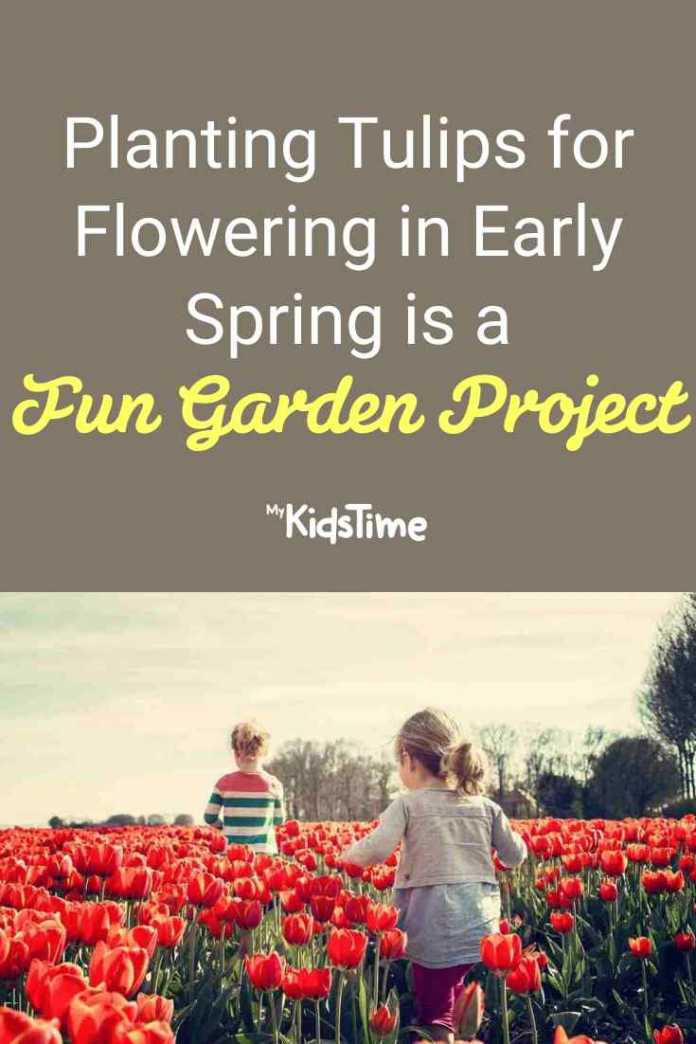 Planting Tulips for Flowering in Early Spring is a Fun Garden Project