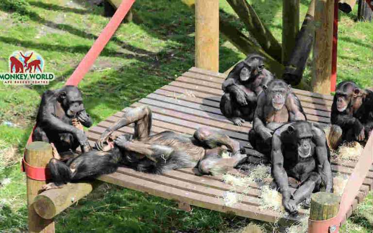 Animal Parks in the UK You Need to Visit for a Wild Day Out!