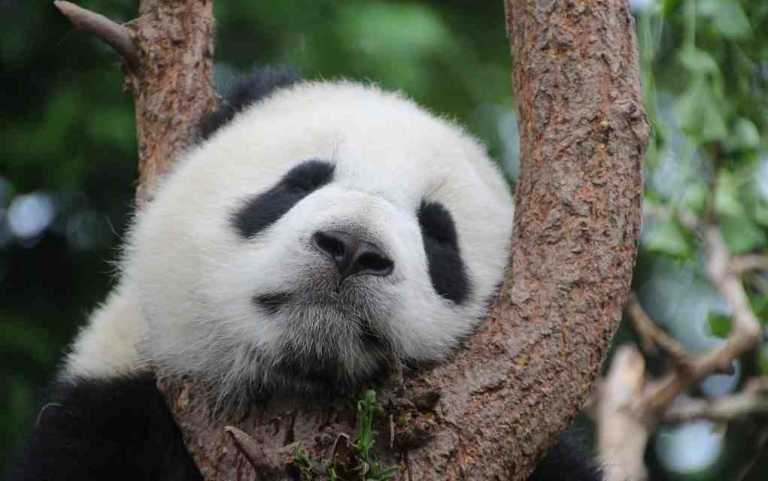 15 Fun Panda Facts for Kids to Discover and Learn