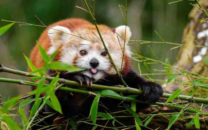 15 Fun Panda Facts for Kids to Discover and Learn