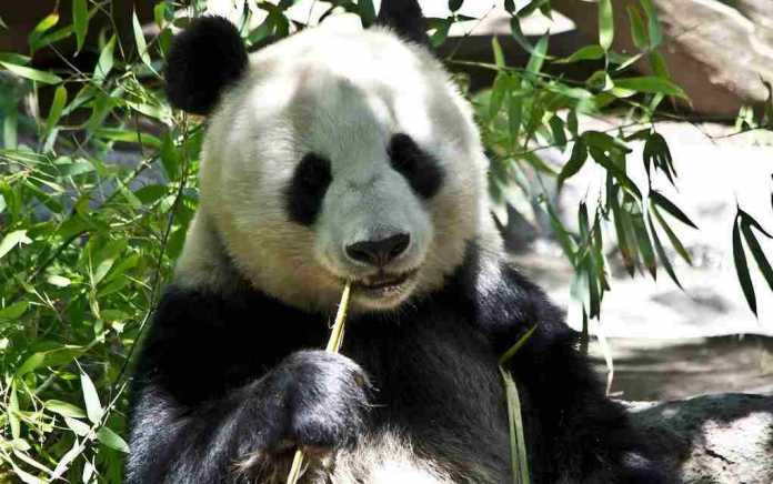 15 Fun Panda Facts for Kids to Discover and Learn