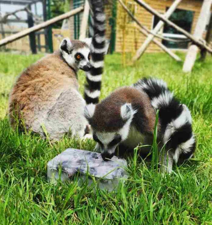 10 Top Picks for Delightful Family Days Out Near Dublin