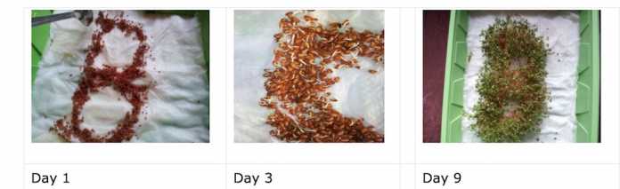 7 Fun Ways to Grow Cress that Kids Will Love