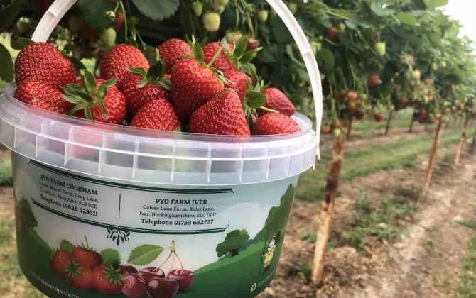 20 of the Best Pick Your Own Farms in Ireland and the UK