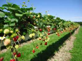 20 of the Best Pick Your Own Farms in Ireland and the UK