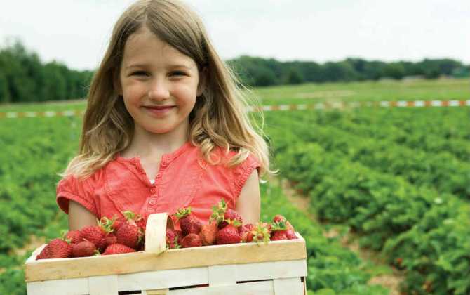 20 of the Best Pick Your Own Farms in Ireland and the UK