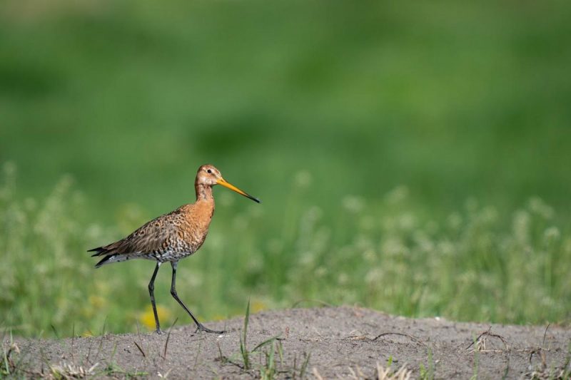 15 Fun Things to Do in Belfast with Kids