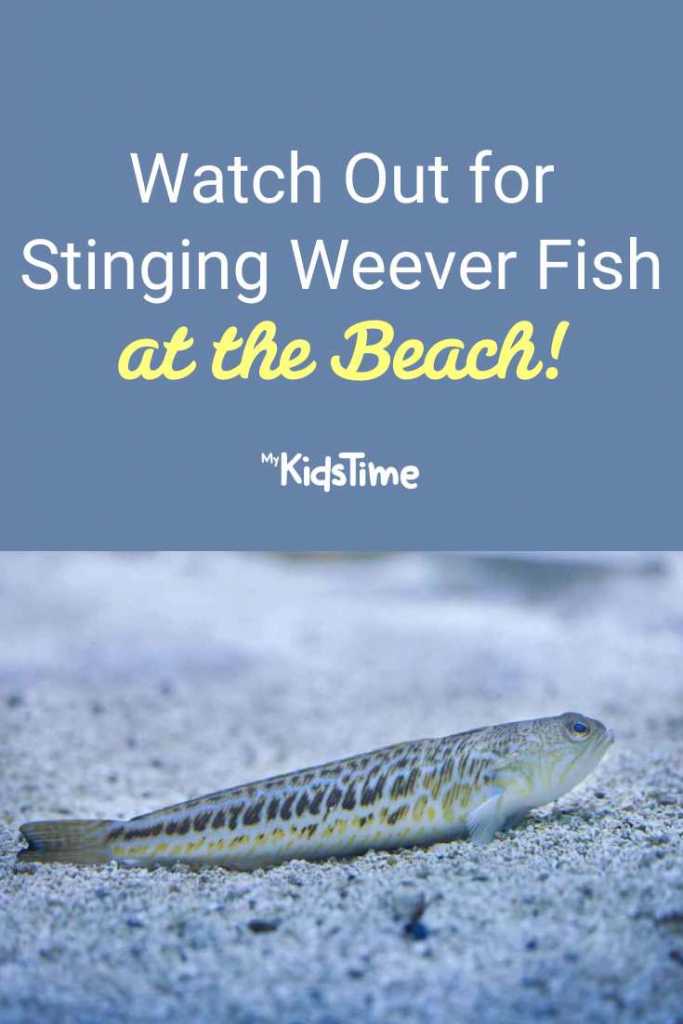Ouch! Watch Out for Stinging Weever Fish at the Beach