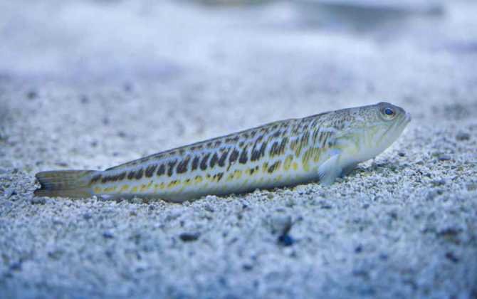 Ouch! Watch Out for Stinging Weever Fish at the Beach