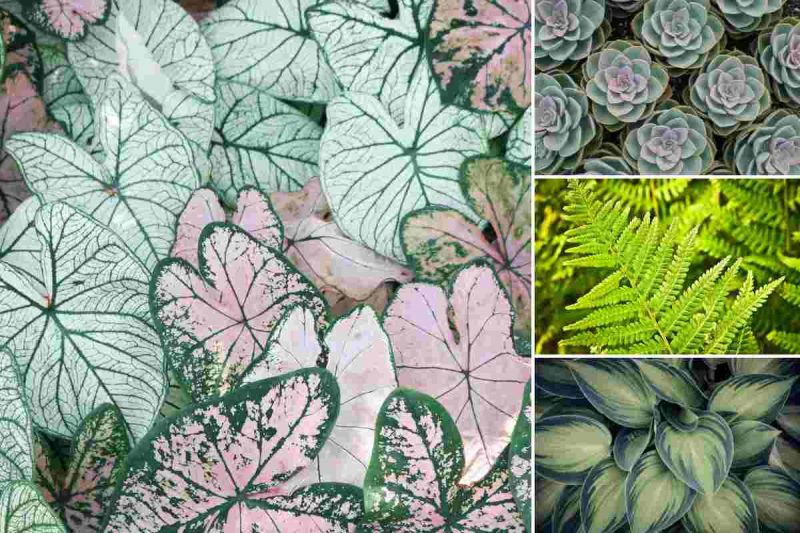 Touch, Taste, Smell...These Sensory Plants Will Transform Your Garden
