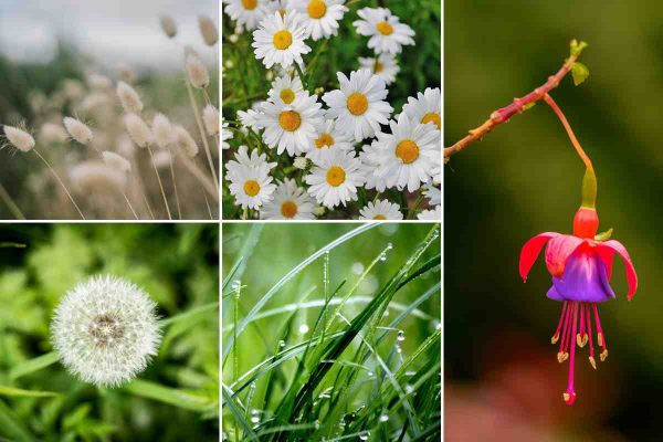 Touch, Taste, Smell...These Sensory Plants Will Transform Your Garden