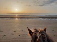 13 Outstanding Places to See Horses in Ireland (and Even Saddle Up!)