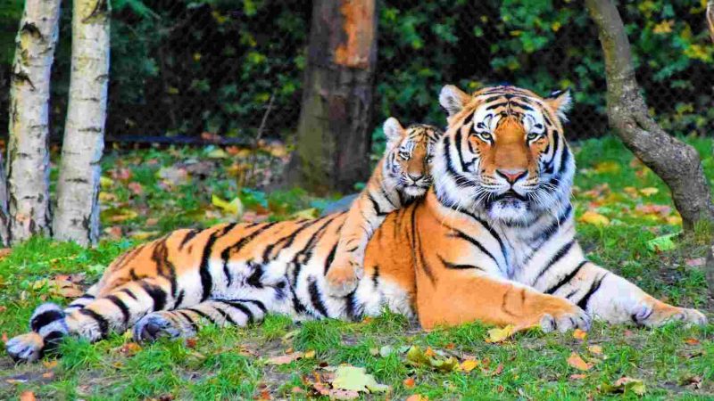 12 ROARsome Tiger Facts for Kids to Discover
