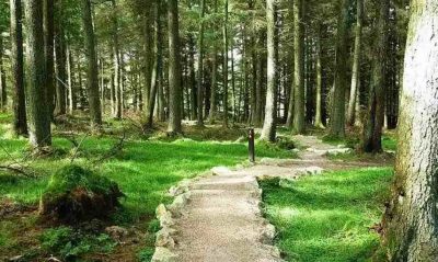 Family Review: A Visit to Cruagh Wood, Dublin