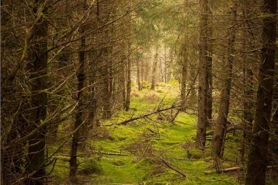 Family Review: A Visit to Cruagh Wood, Dublin