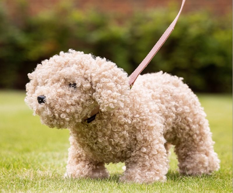 These Are the Hot Toys for Christmas 2023!