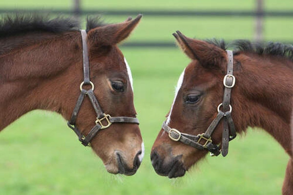 Guide to Kildare for Families: Where to Eat, Stay, Play and Explore