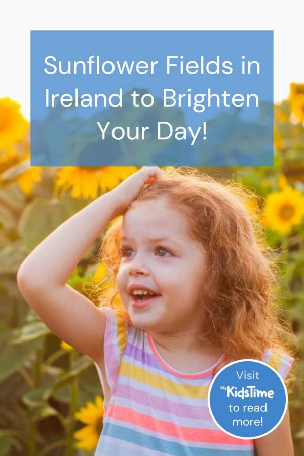 These Sunflower Fields in Ireland Will Brighten Your Day!