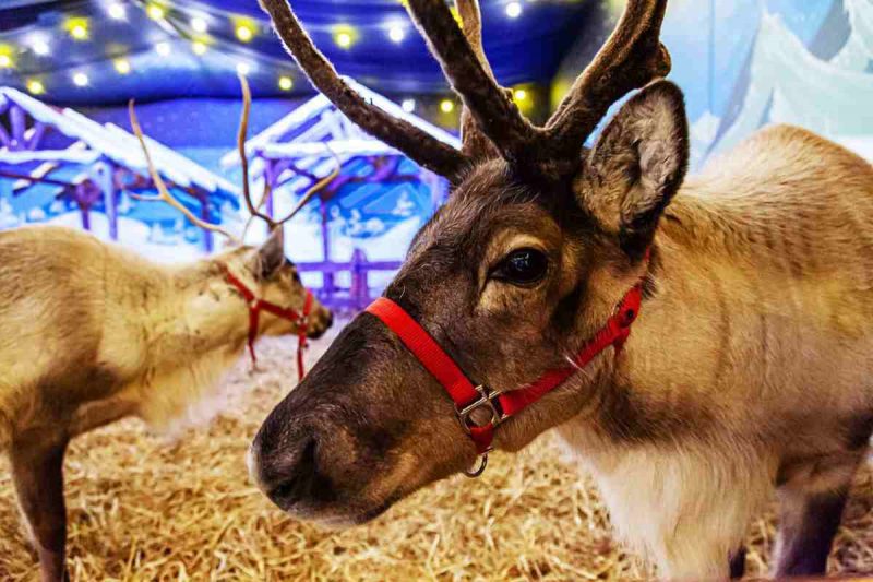 Places To See Santa's Reindeer And Other Animals Around Ireland (Watch ...